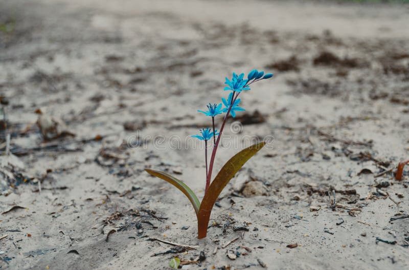 Scilla - Purple Delicate Flower in the Middle Stock Photo - Image of ...