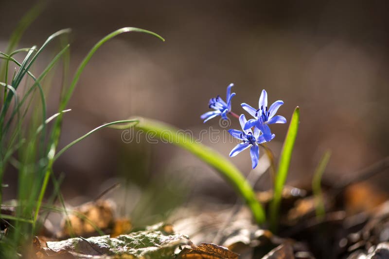 Scille Alpine Ou Scille De Deux-feuille, Bifolia De Scilla Image stock ...