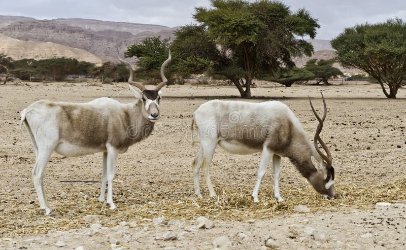 The Scimitar Horned Addax (Addax Nasomaculatus) Stock Photo - Image of ...