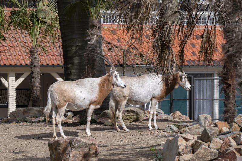 Scimitar-Horned Oryx at the Artis Zoo at Amsterdam the Netherlands 24-3 ...