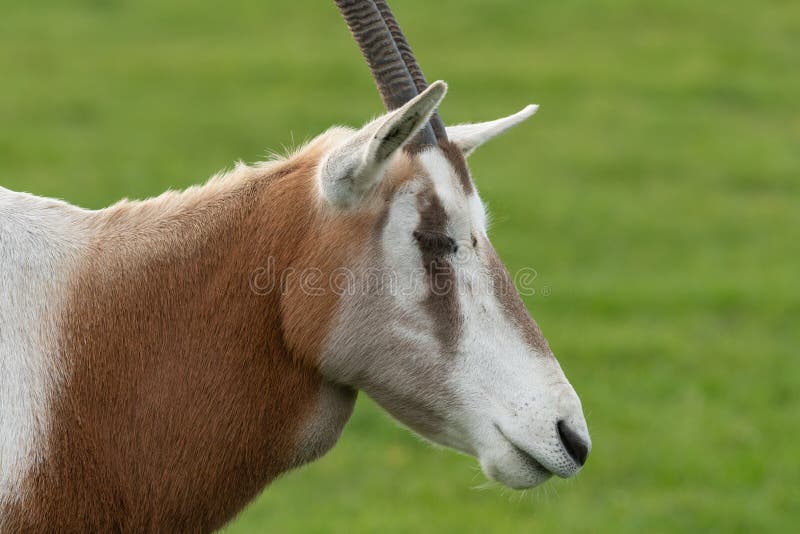 354 Oryx Color Stock Photos - Free & Royalty-Free Stock Photos from ...