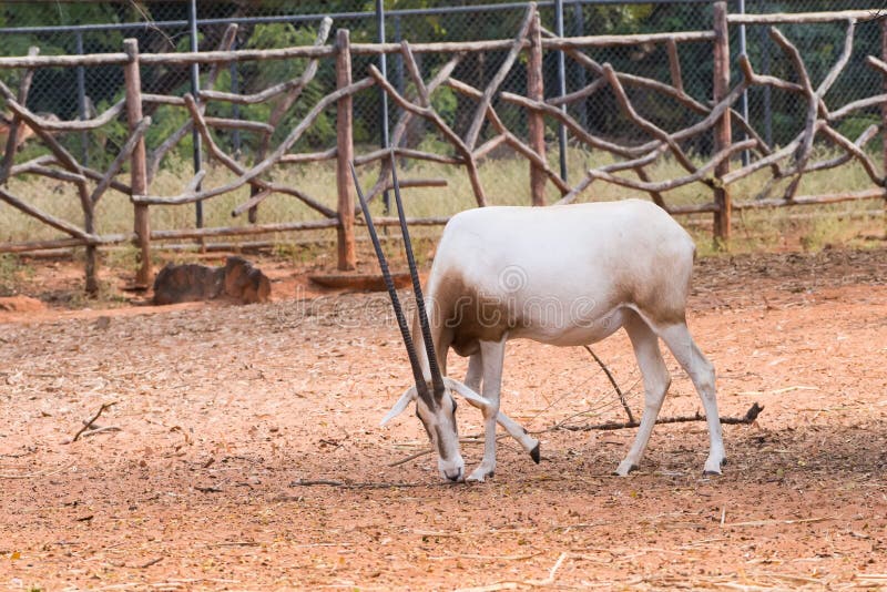 Scimitar-Horned Oryx Oryx Dammah Eating Grass and Going for a Walking ...
