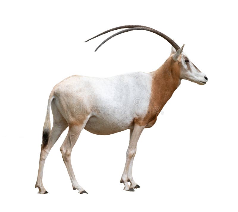 Scimitar Horned Oryx Isolated Stock Image - Image of rare, mammal ...
