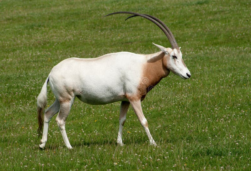 Scimitar Horned Oryx stock image. Image of karoo, graze - 50361941
