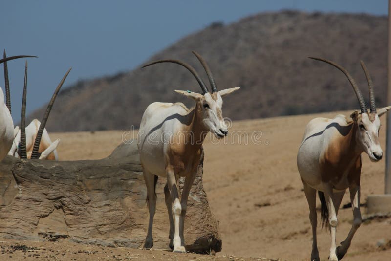 Scimitar-horned Oryx (Oryx Dammah) Stock Image - Image of antelope ...