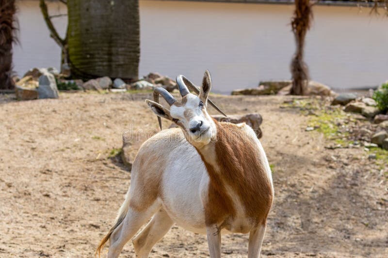 Scimitar-horned Oryx at the Zoo Stock Photo - Image of nature, animal ...