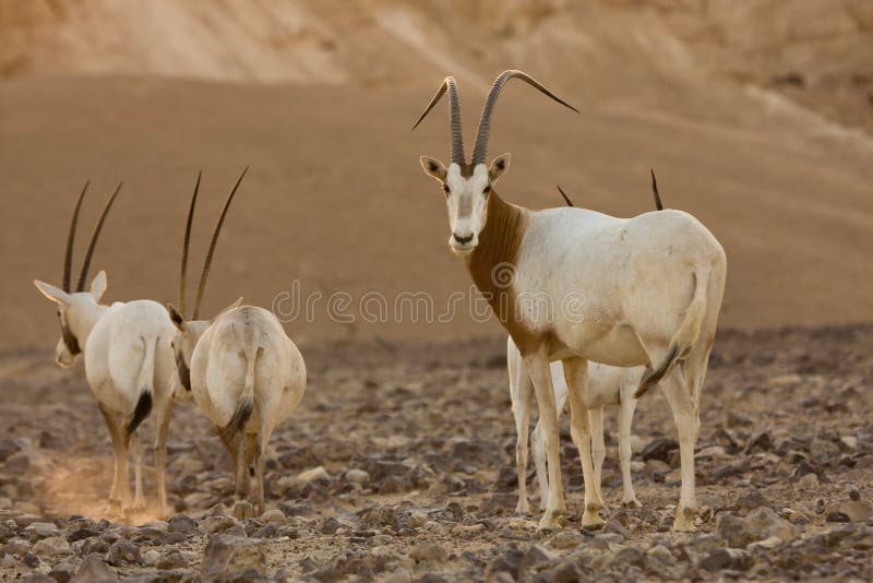 Arabian oryx eating stock image. Image of nature, antelope - 9809529