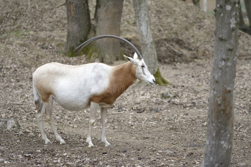 Scimitar Oryx Oryx Dammah, Also Known As the Sahara Oryx or Scimitar ...