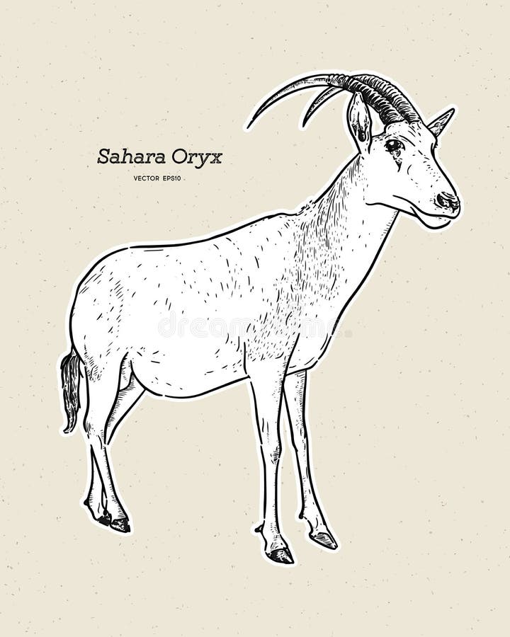 The Scimitar Oryx or Scimitar-horned Oryx, Also Known As the Sahara ...