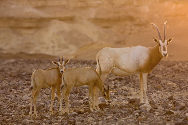 Scimitar Oryx antelope stock photo. Image of scimitar - 10430792