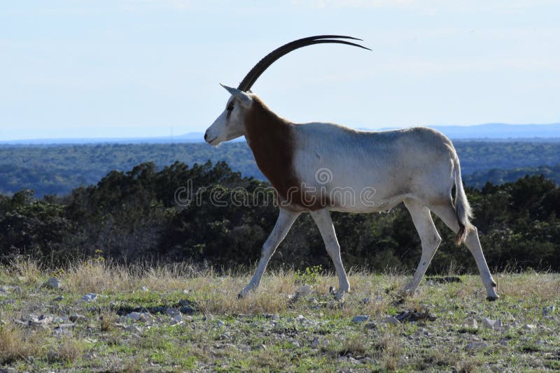 Scimitar Oryx in the Wild stock image. Image of gazelle - 117068775