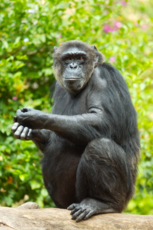 Scimmia fotografia stock. Immagine di natura, giungla - 1681030