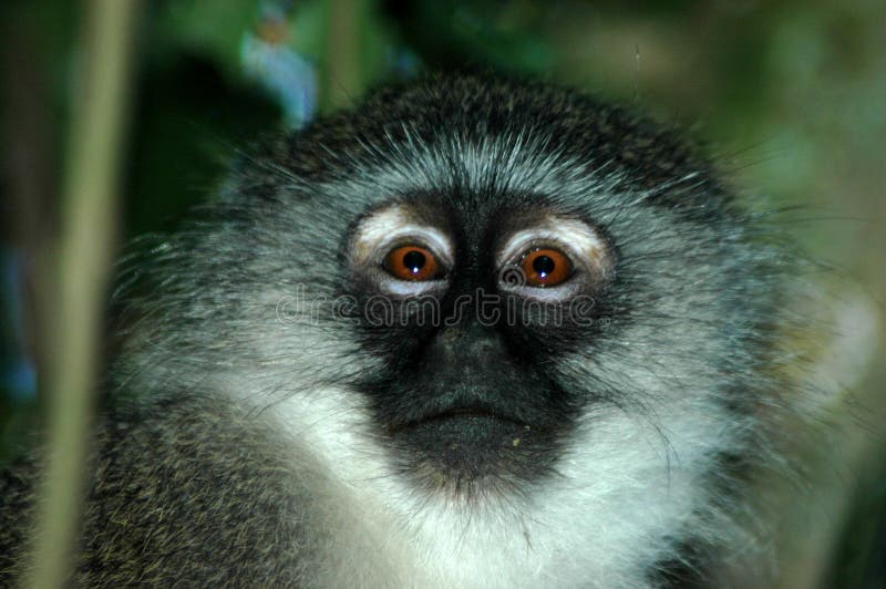 Scimmia fotografia stock. Immagine di nordico, botswana - 2065738