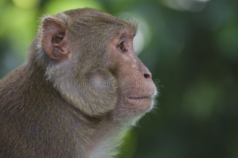 Scimmia fotografia stock. Immagine di capelli, protegga - 21085196