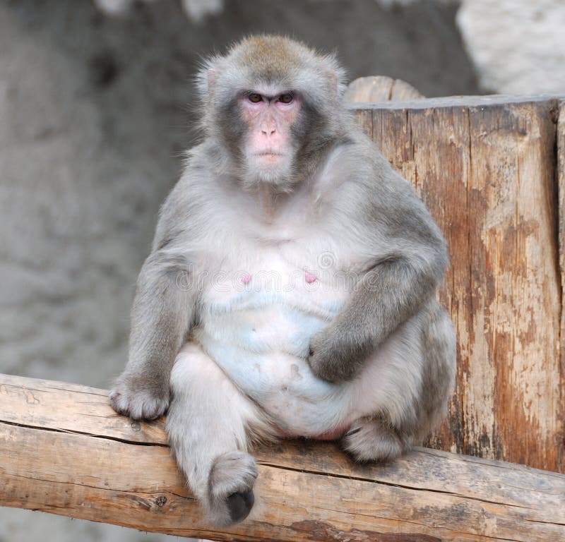 Scimmia fotografia stock. Immagine di mano, plastica, mammifero - 5067390