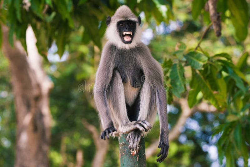 Scimmia Con Gli Occhi E Largo Aperto Della Bocca Immagine Stock ...