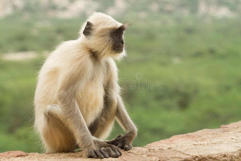 Entello, Entellus Di Semnopithecus, Scimmia Che Si Siede Nell'erba ...