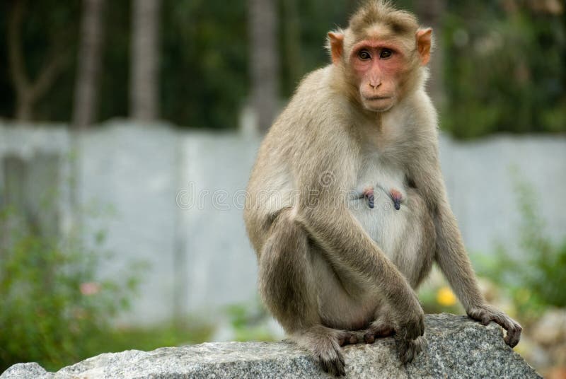 Scimmia immagine stock. Immagine di scimmia, femmina, animale - 7488495