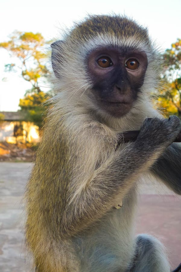 Della Scimmia Entrata Quasi Alla Caverna Di Khao Luang Immagine Stock ...