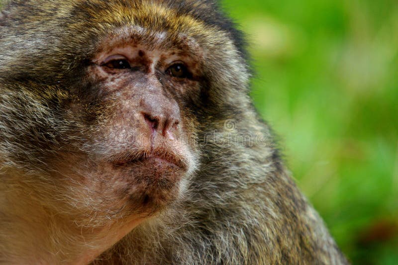 Scimmia Intestata Bianca Del Cappuccino in Gabbia in Costa Rica ...