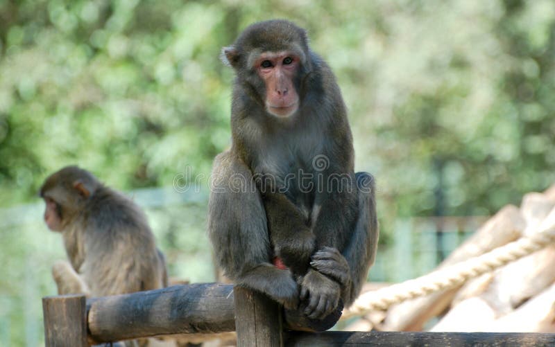 Scimmia allo zoo di Roma fotografia stock. Immagine di primato - 68578338