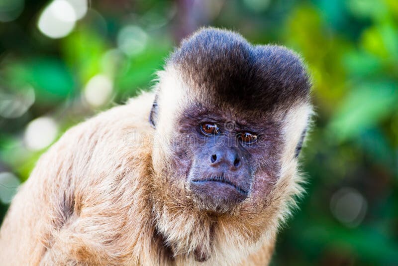 1,147 Scimmia Brasiliana Foto stock - Foto stock gratuite e royalty ...