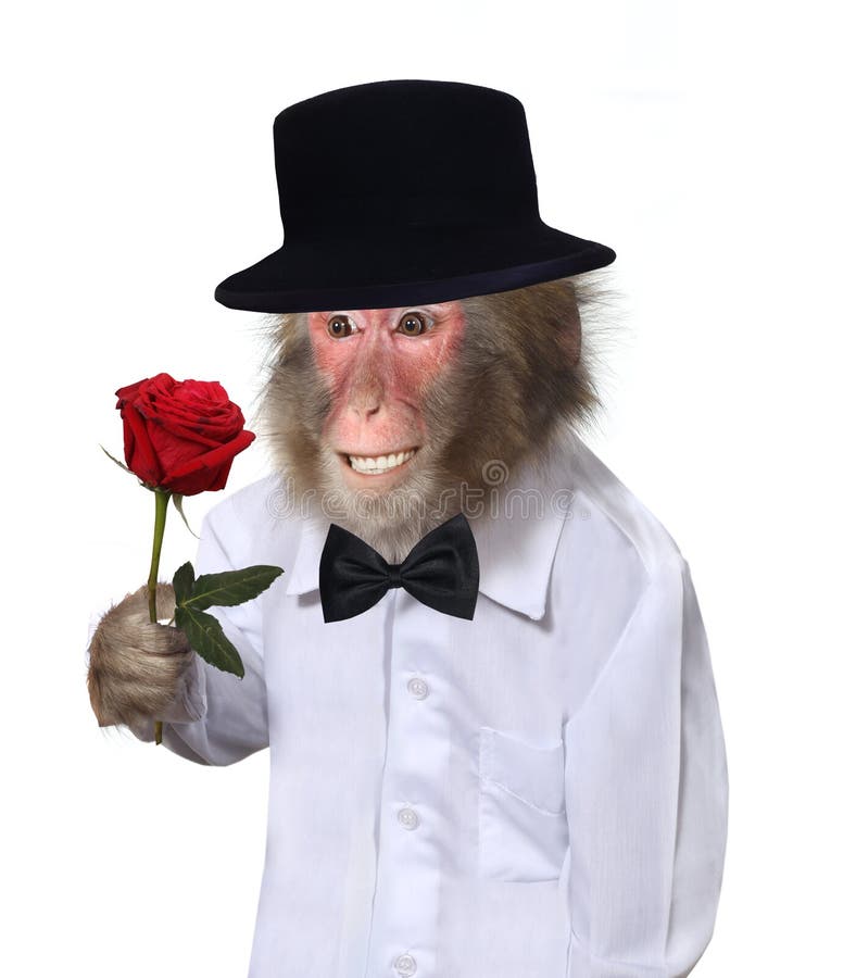 Scimmia con il fiore fotografia stock. Immagine di sfondo - 54970714