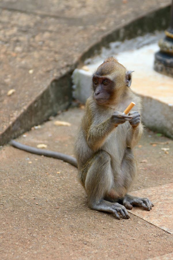 Scimmia con la sigaretta fotografia stock. Immagine di scimpanz - 8597440