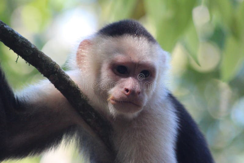 Primate Della Scimmia Cappuccina, Nell'area Del Vulcano in Arenal Costa ...
