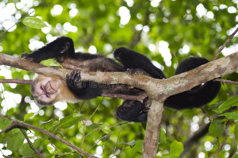 Scimmia Del Cappuccino In Costa Rica Immagine Stock - Immagine di ...