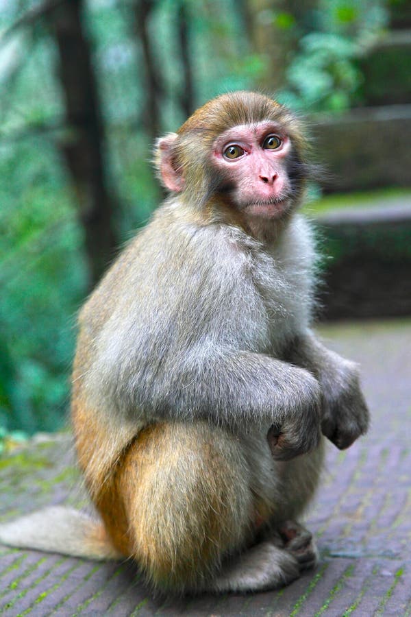 Scimmia di macaco immagine stock. Immagine di parco, molla - 38560069