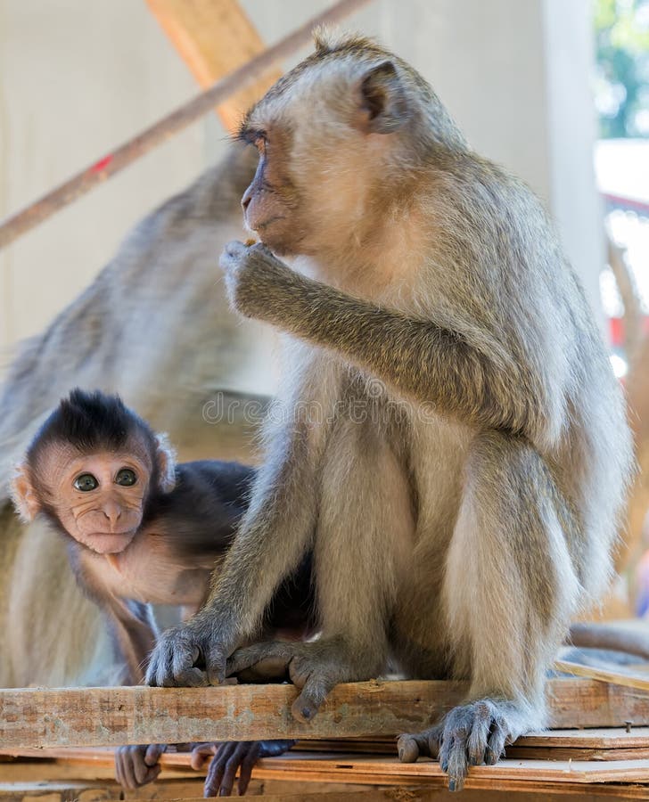 Scimmia Macaca Nel Parco Sri Lankan Fotografia Stock - Immagine di ...