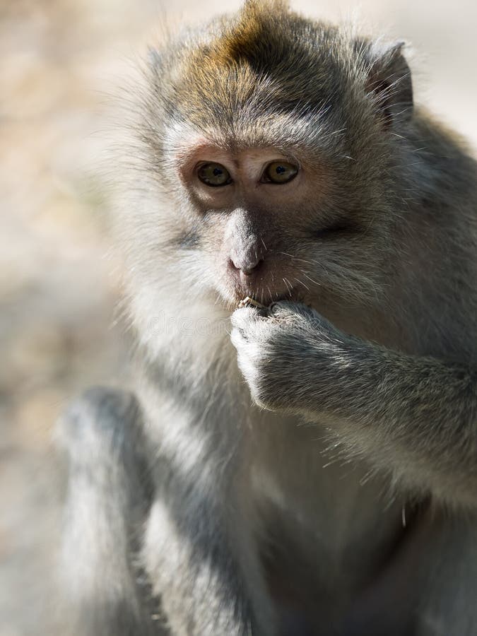 Scimmia di macaco in Bali fotografia stock. Immagine di soleggiato ...