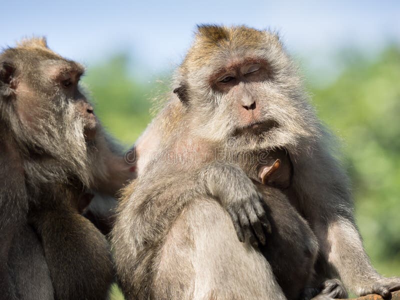 Scimmia di macaco in Bali fotografia stock. Immagine di soleggiato ...