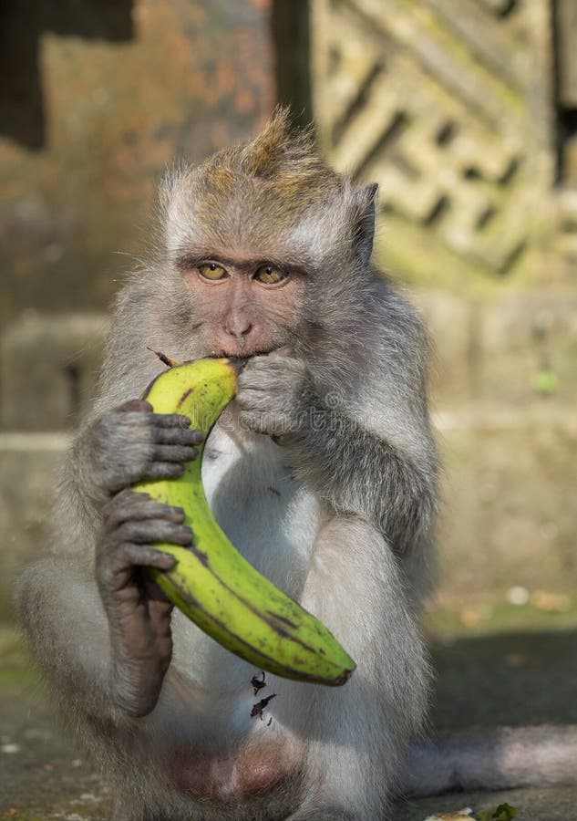 Scimmia Di Macaco Che Si Alimenta in Bali Fotografia Stock - Immagine ...