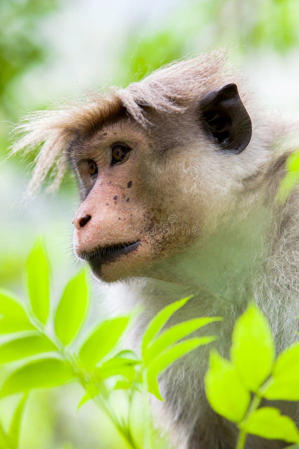 Scimmia Di Macaco Del Toque Immagine Stock - Immagine di mammifero ...