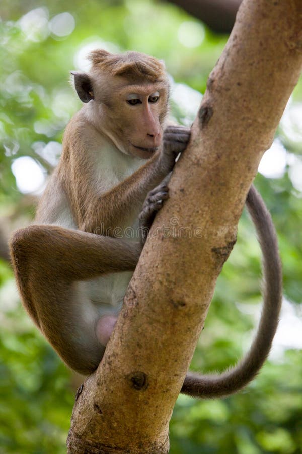 Scimmia Di Macaco Del Toque Immagine Stock - Immagine di mammifero ...