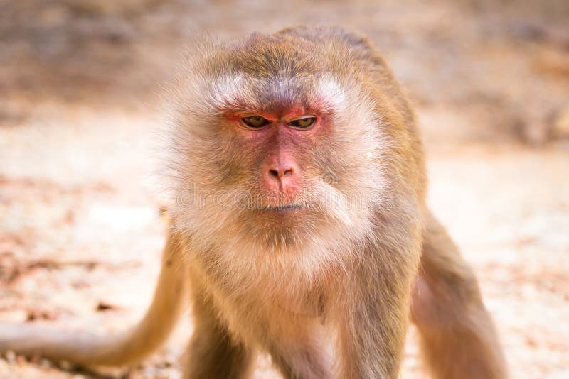 Scimmia Di Macaco Nella Fauna Selvatica Immagine Stock - Immagine di ...