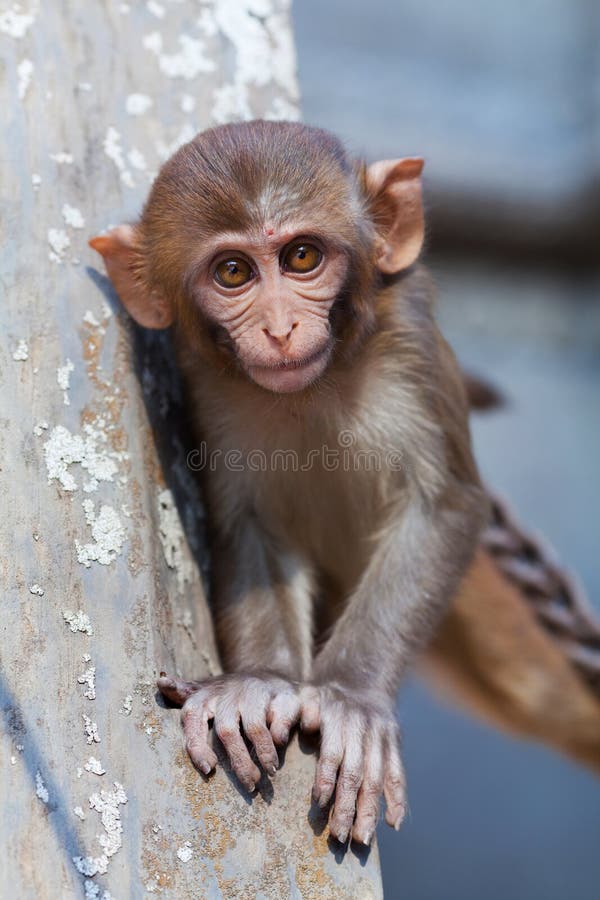 Macaco Rhesus fotografia stock. Immagine di chiusura - 15901694