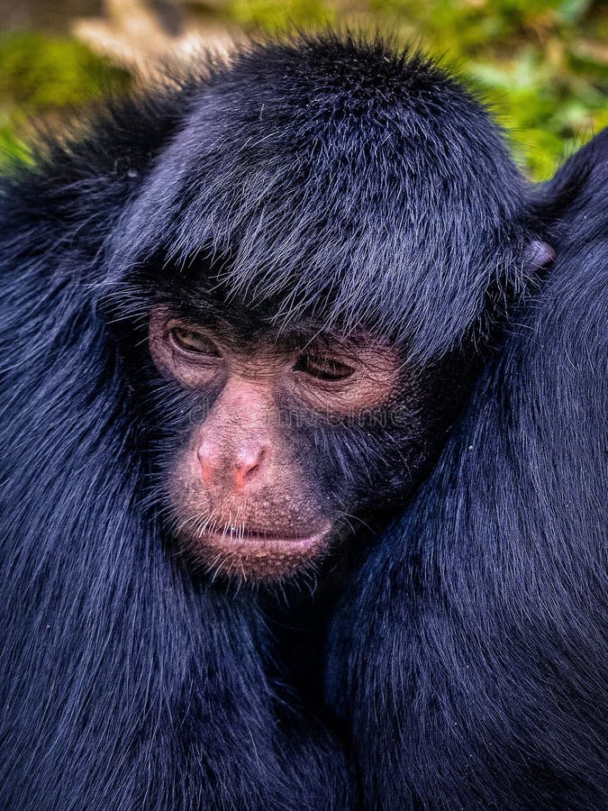 Scimmie Di Ragno Del Genere Ateles Immagine Stock - Immagine di brown ...