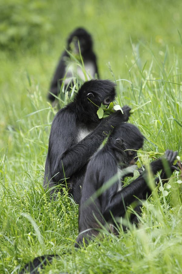 Scimmia Ragno Dalle Mani Nere Fotografia Stock - Immagine di piedi ...
