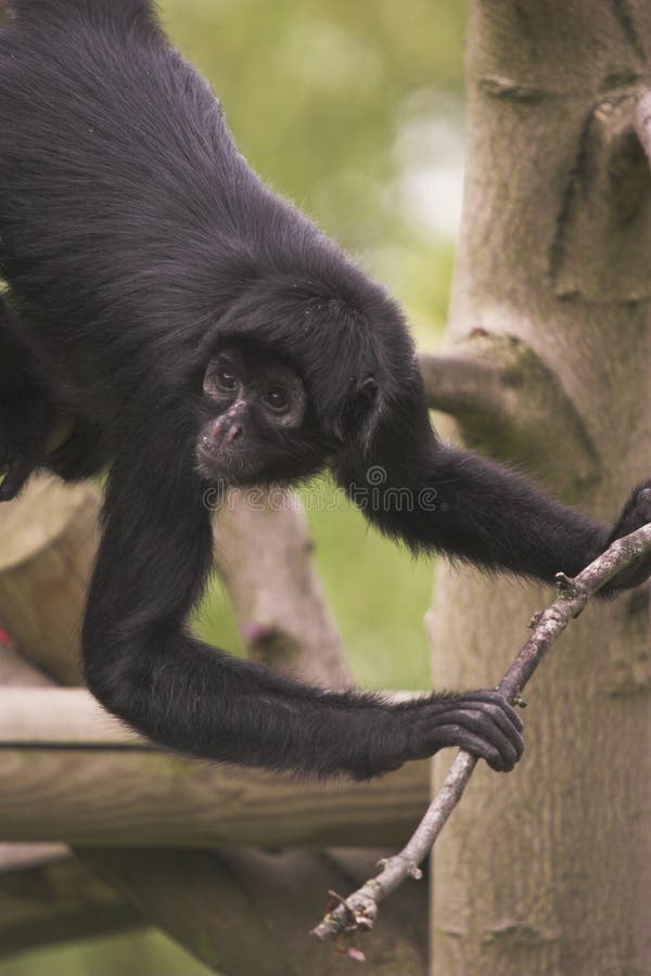 Scimmia ragno fotografia stock. Immagine di ascensione - 996388