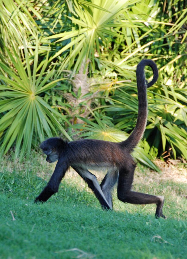 Scimmia Di Ragno Centro Americana Immagine Stock - Immagine di messico ...