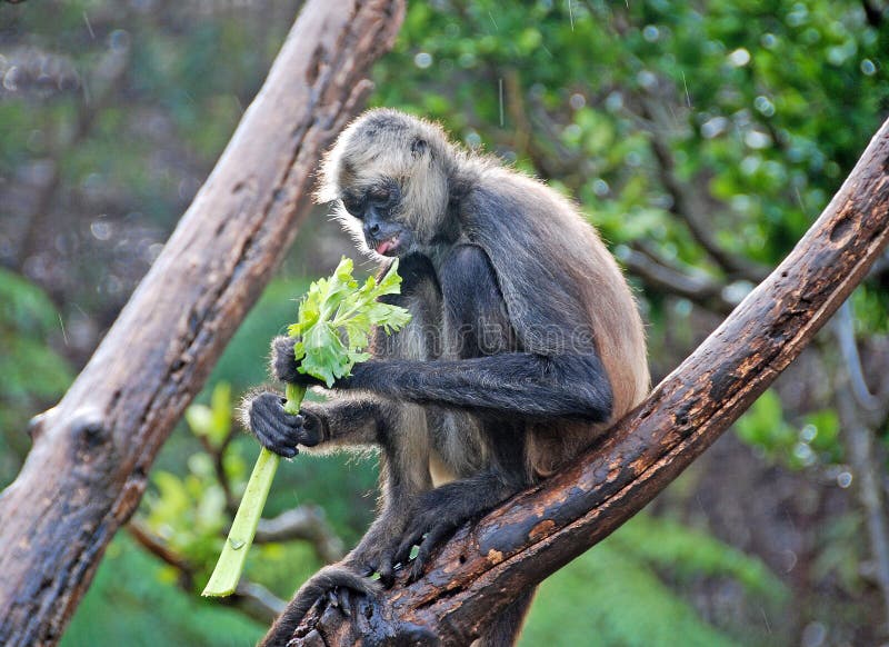 Scimmia Di Ragno Centro Americana Immagine Stock - Immagine di messico ...