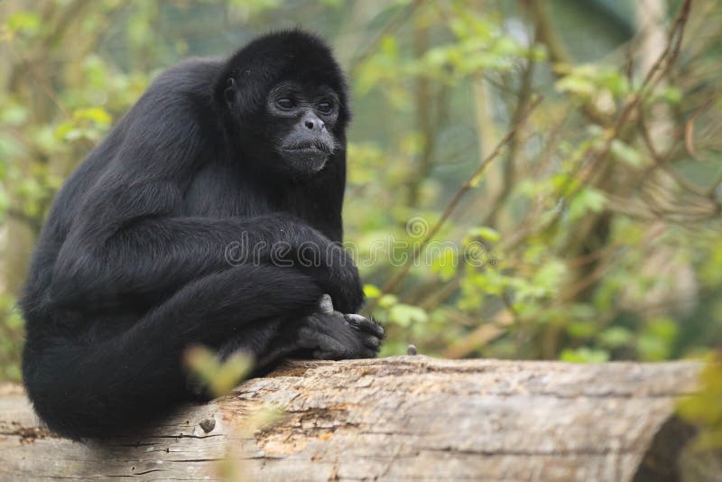 Scimmia Di Ragno Dalla Faccia Nero, Chamek Del Ateles Immagine Stock ...