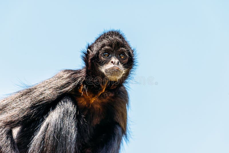 Scimmia Di Ragno Con Testa Nera Fotografia Stock - Immagine di ...