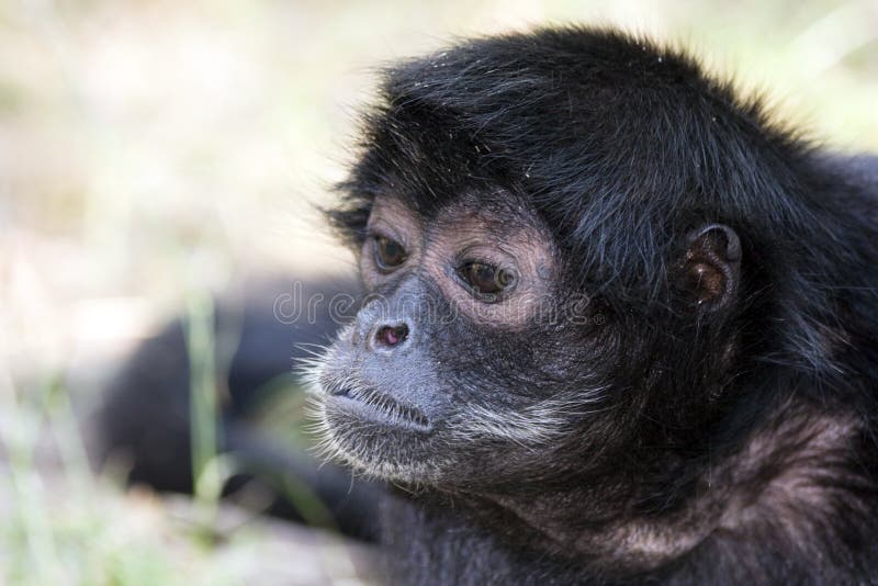 Scimmia Di Ragno Con Testa Nera Immagine Stock - Immagine di americano ...
