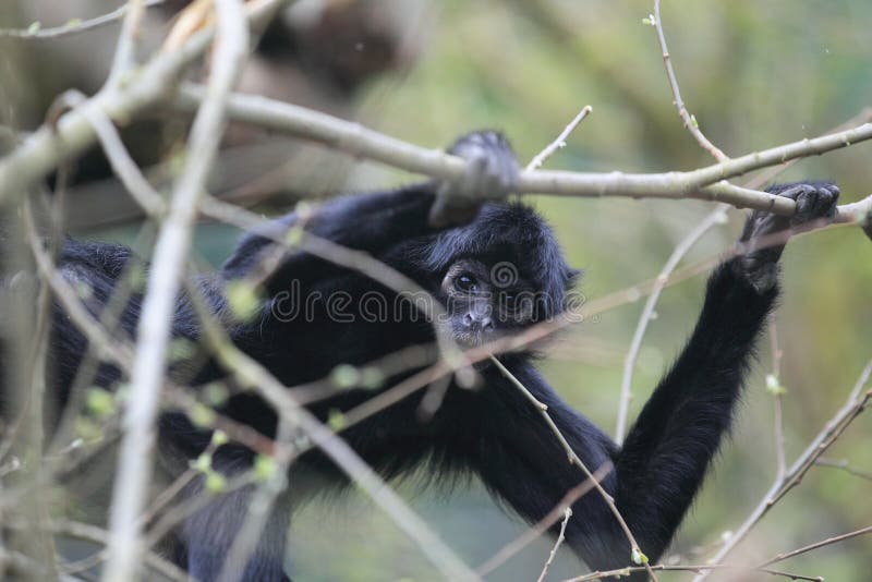 Scimmia Di Ragno Con Testa Nera Fotografia Stock - Immagine di parco ...