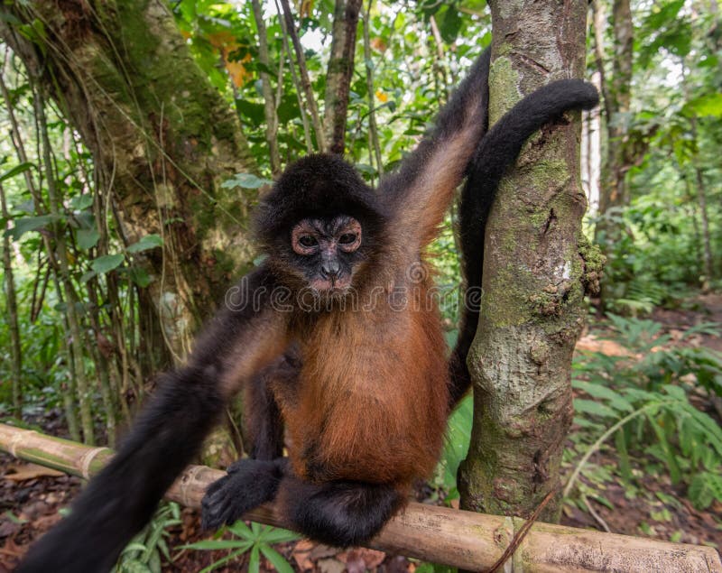Scimmia Di Ragno, Costa Rica Fotografia Stock - Immagine di mammifero ...