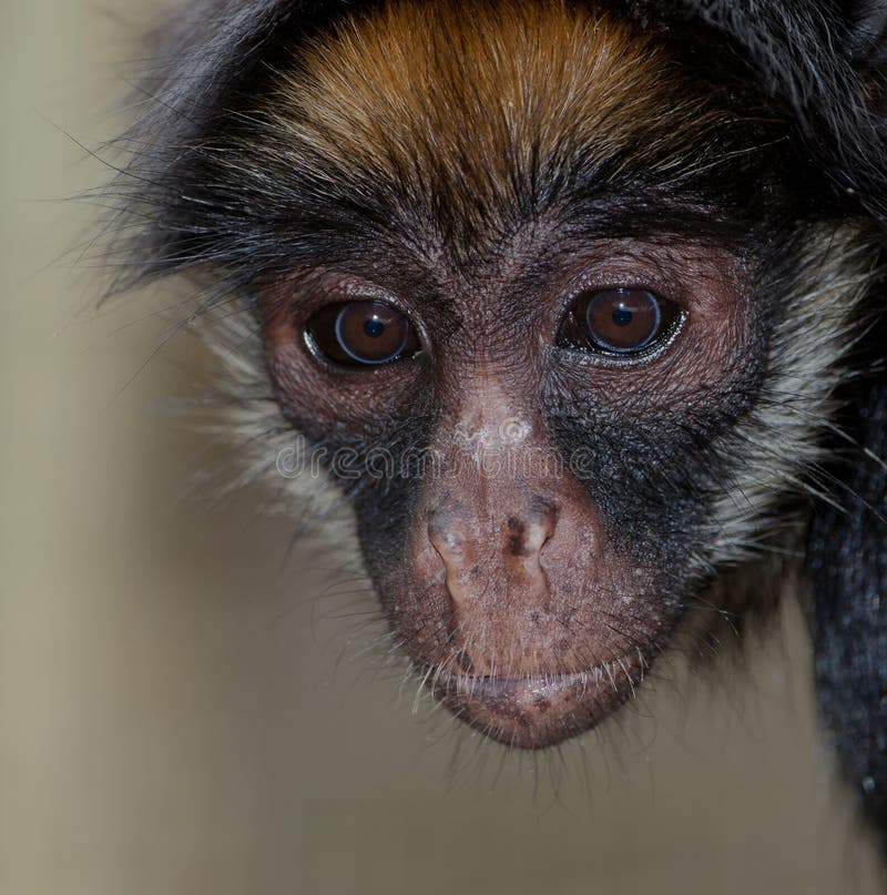 Scimmia Di Ragno Dal Petto Bianco Sull'albero Fotografia Stock ...